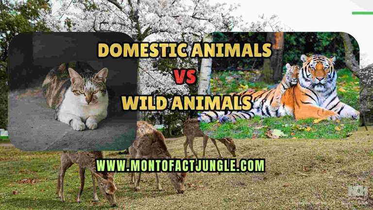 Domestic Animals vs Wild Animals – Kya Khate Hain aur Kyun? (पालतू ...