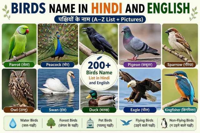 200+ Birds Name in Hindi and English (A–Z List with Pictures for Kids ...